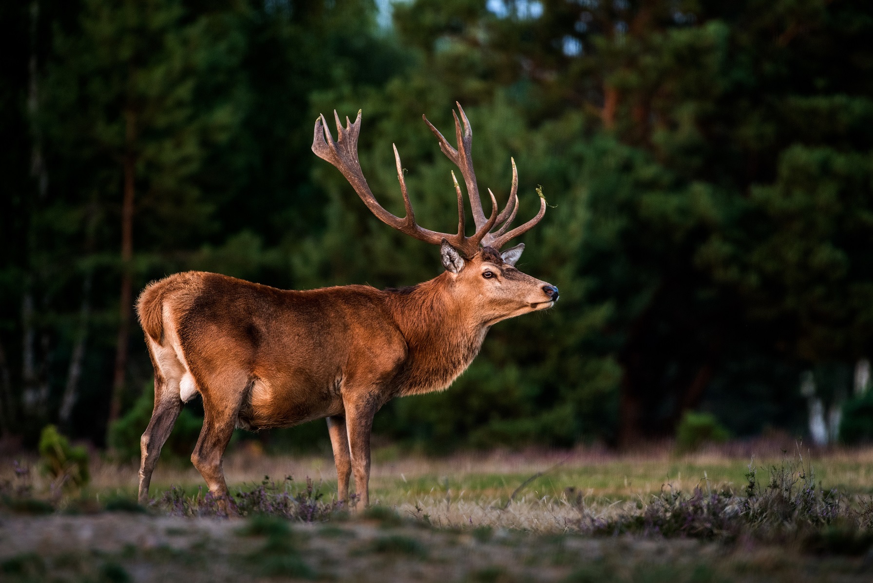 Rothirsch - Stiftung Naturlandschaften Brandenburg